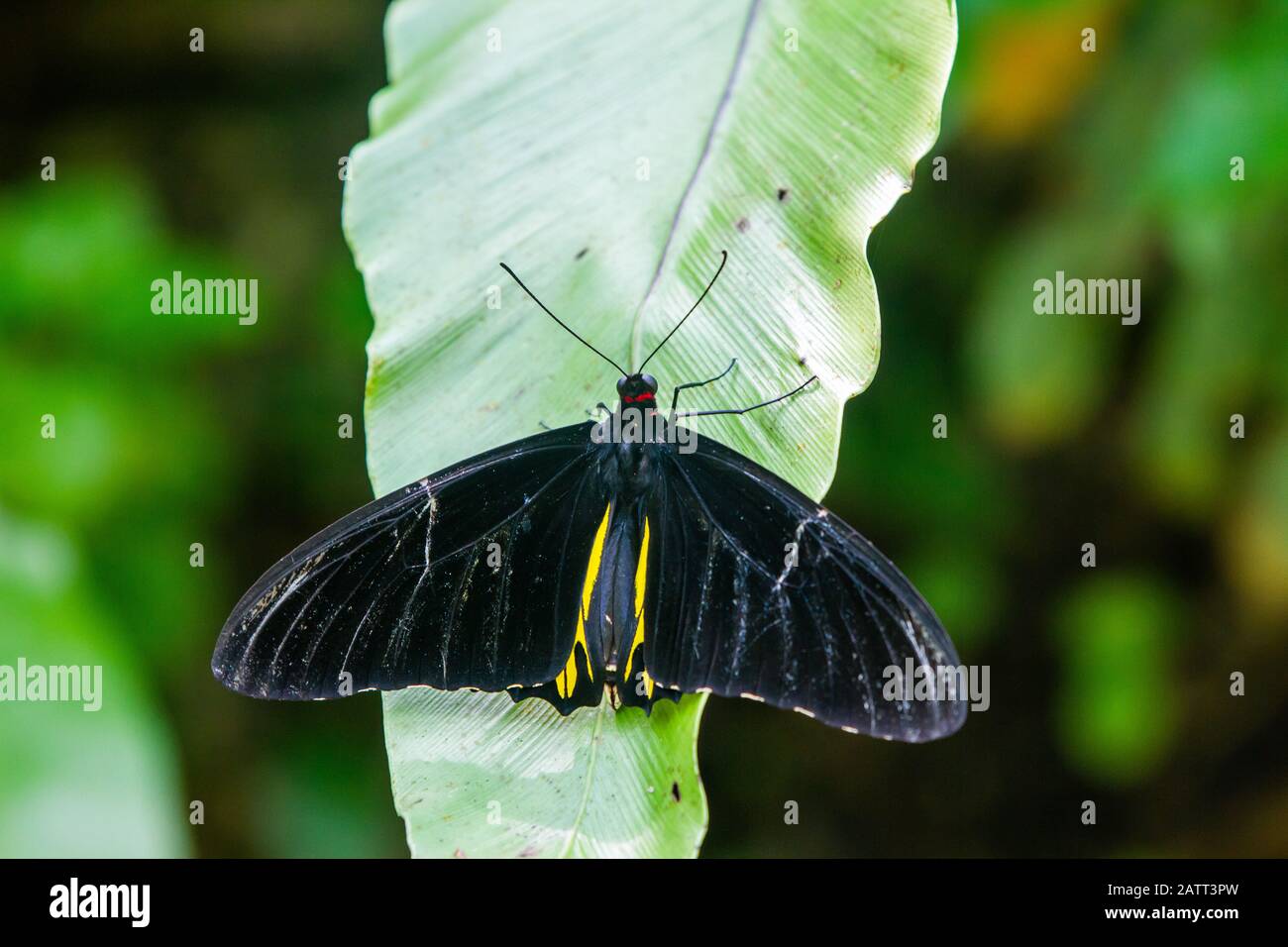 Troides helena, the common birdwing, black, yellow and red butterfly of ...