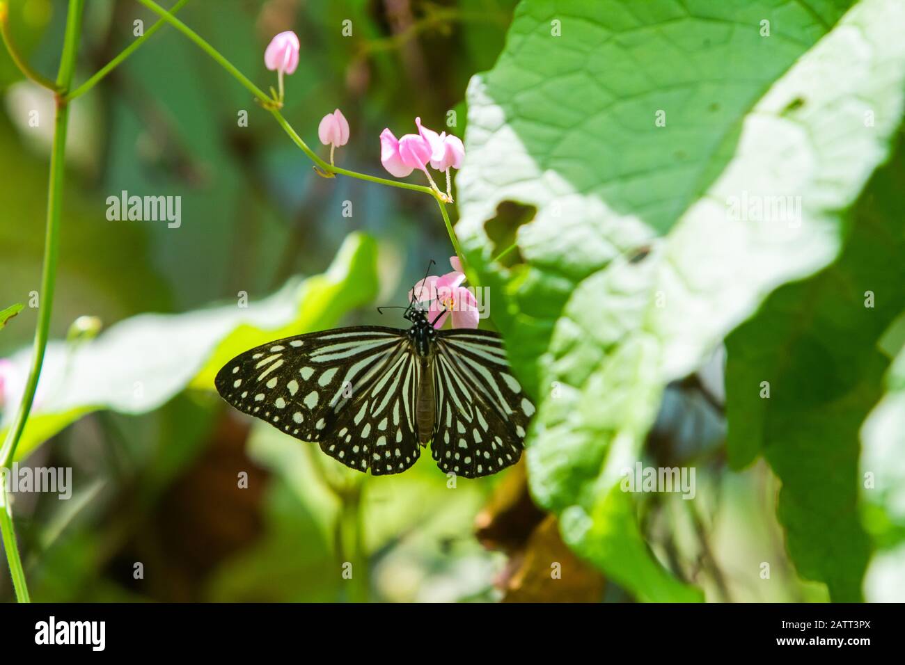 Blue and black Tirumala septentrionis, the dark blue tiger danaid ...