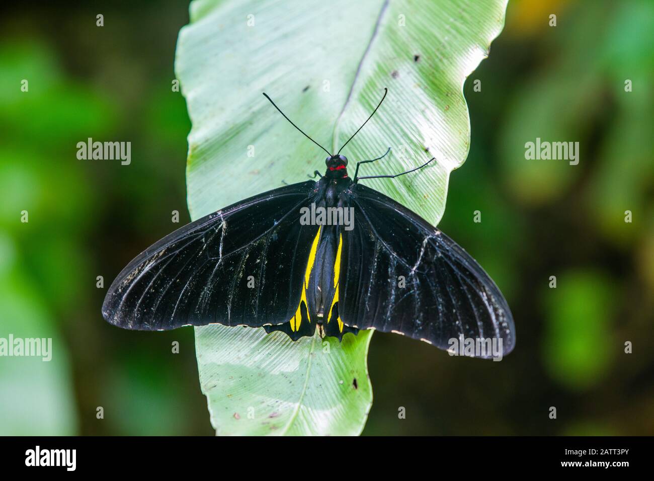 Troides helena, the common birdwing, black, yellow and red butterfly of ...
