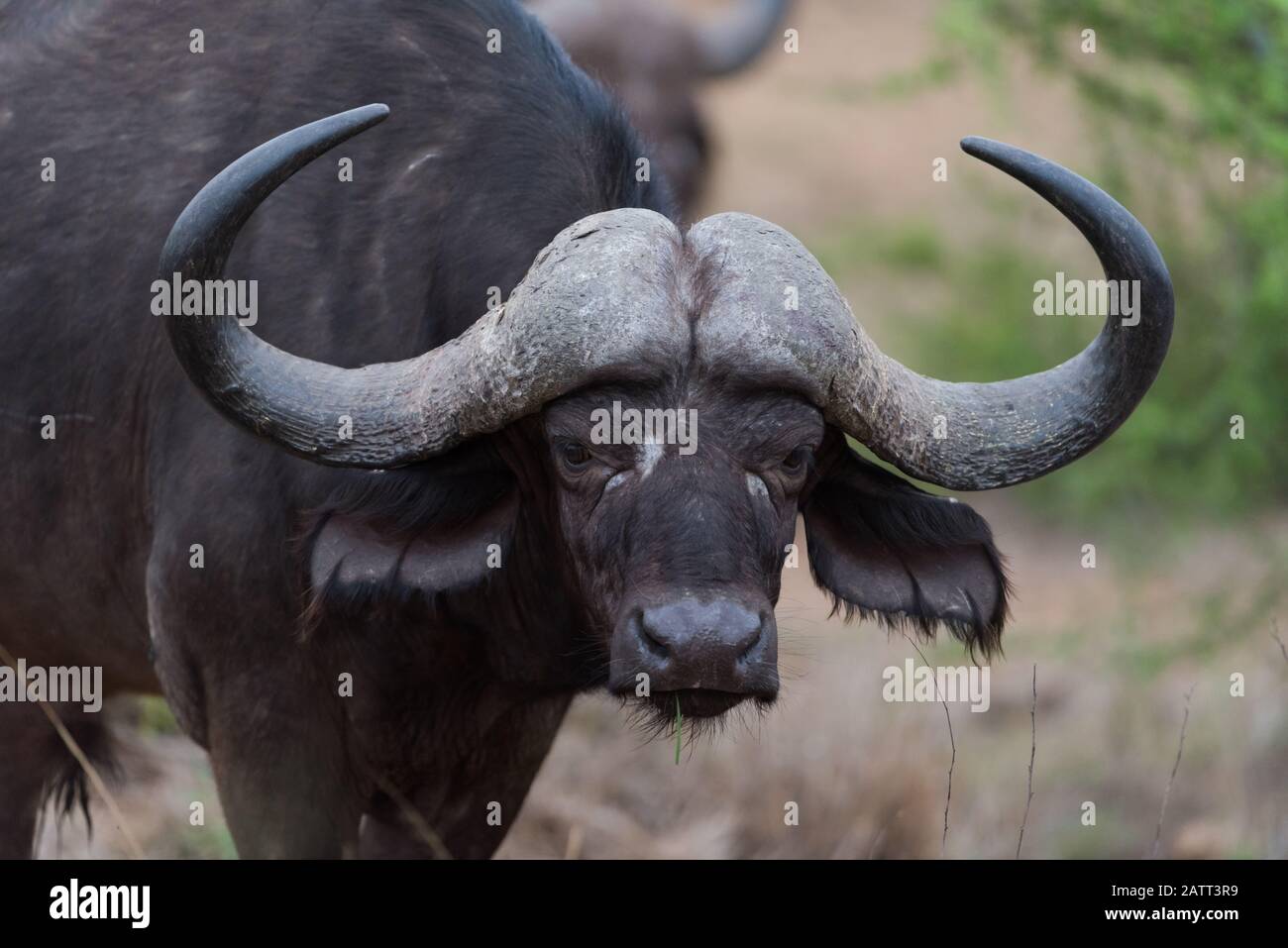 African Buffalo Portrait , also known as cape buffalo Stock Photo - Alamy