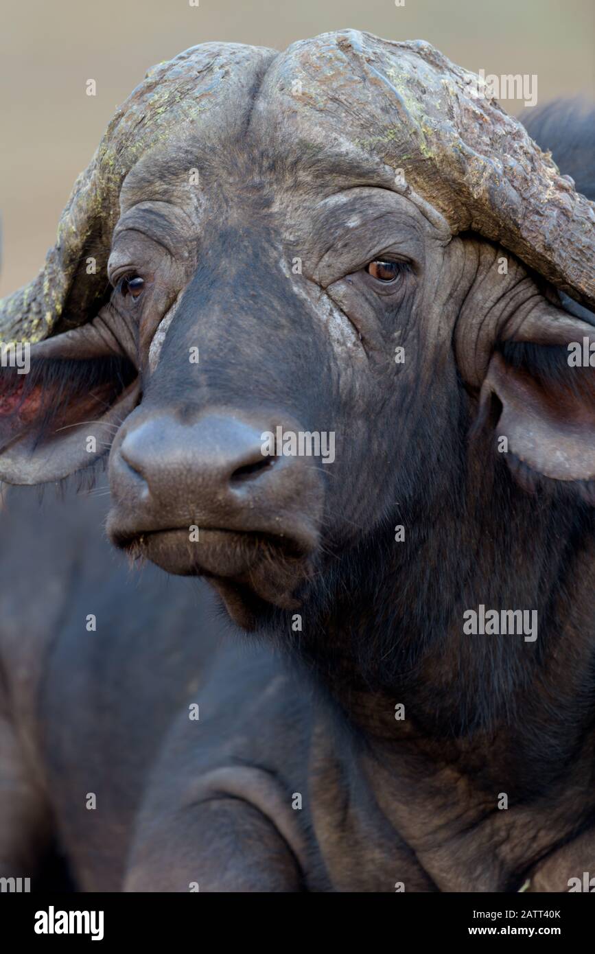 African Buffalo Portrait , also known as cape buffalo Stock Photo - Alamy
