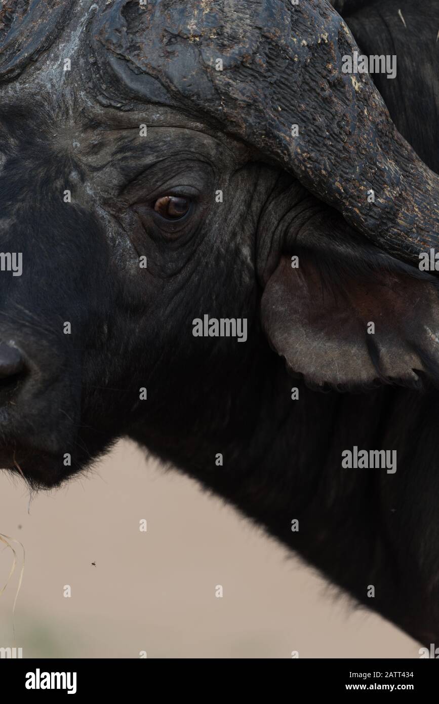 African Buffalo Portrait , also known as cape buffalo Stock Photo - Alamy