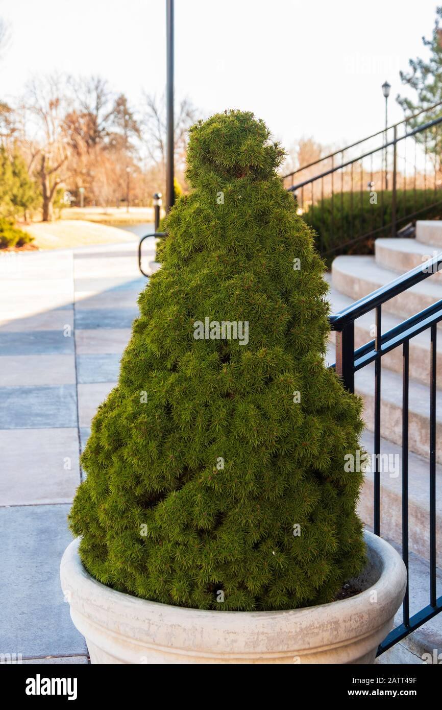 Yew Topiary High Resolution Stock Photography and Images - Alamy