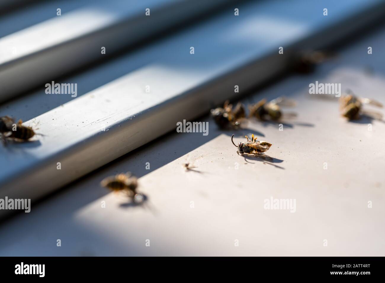 Dead wasps on a window sill Stock Photo - Alamy