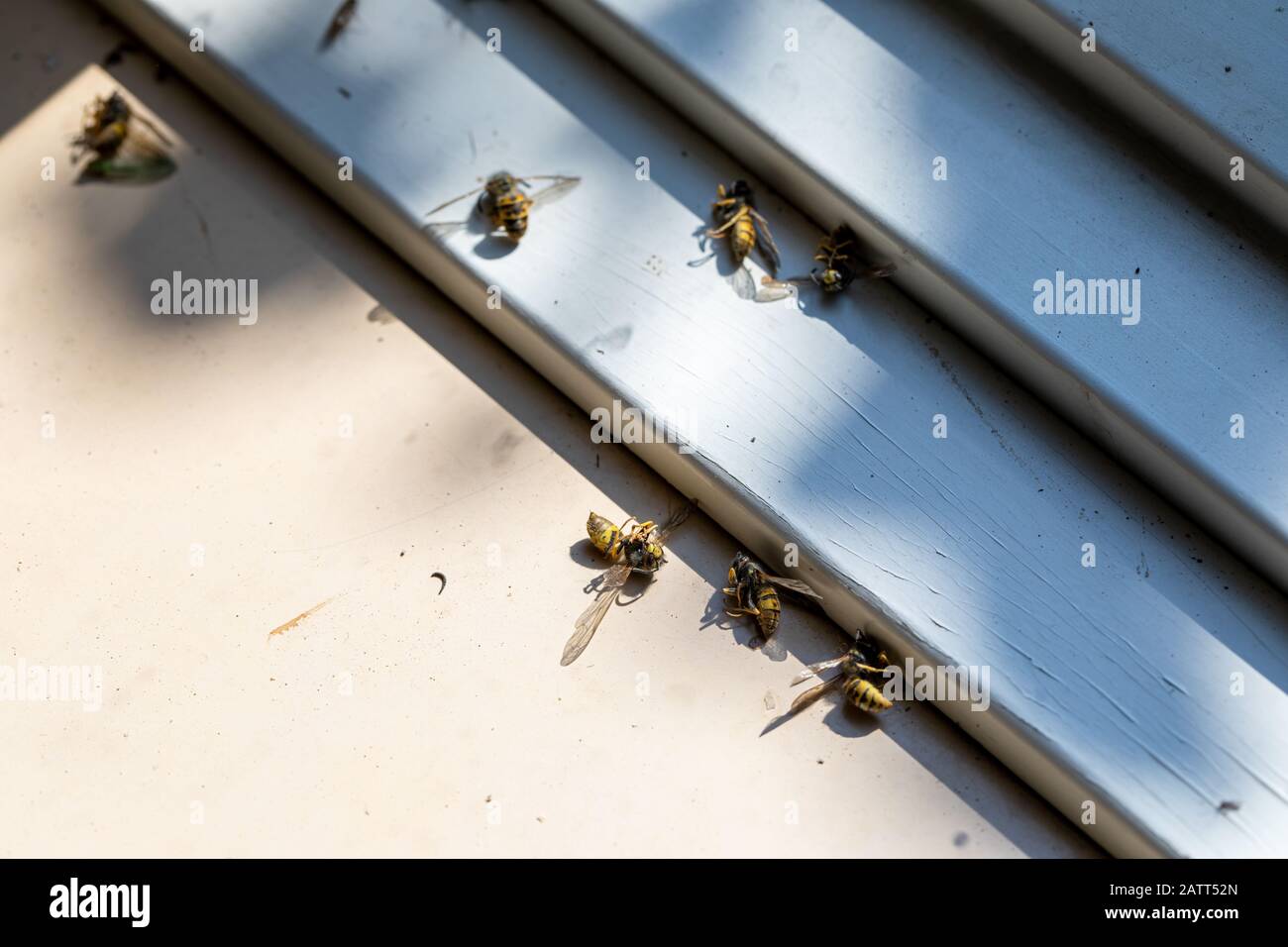 Dead wasps on a window sill Stock Photo - Alamy