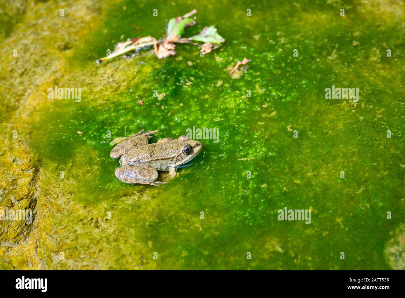 Pelophylax grafi hi-res stock photography and images - Alamy