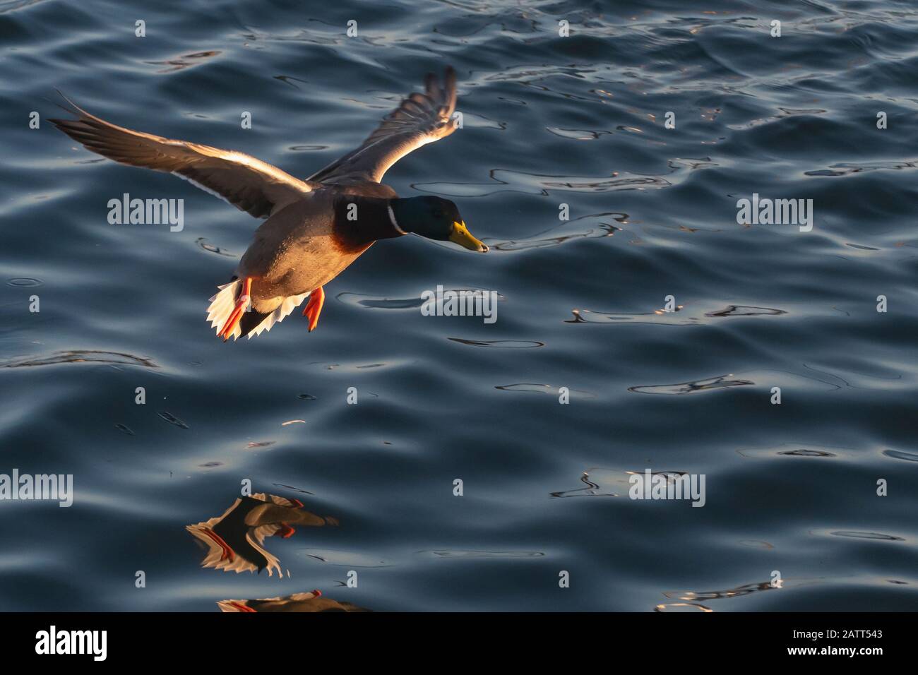 Mallard duck in flight hi-res stock photography and images - Alamy