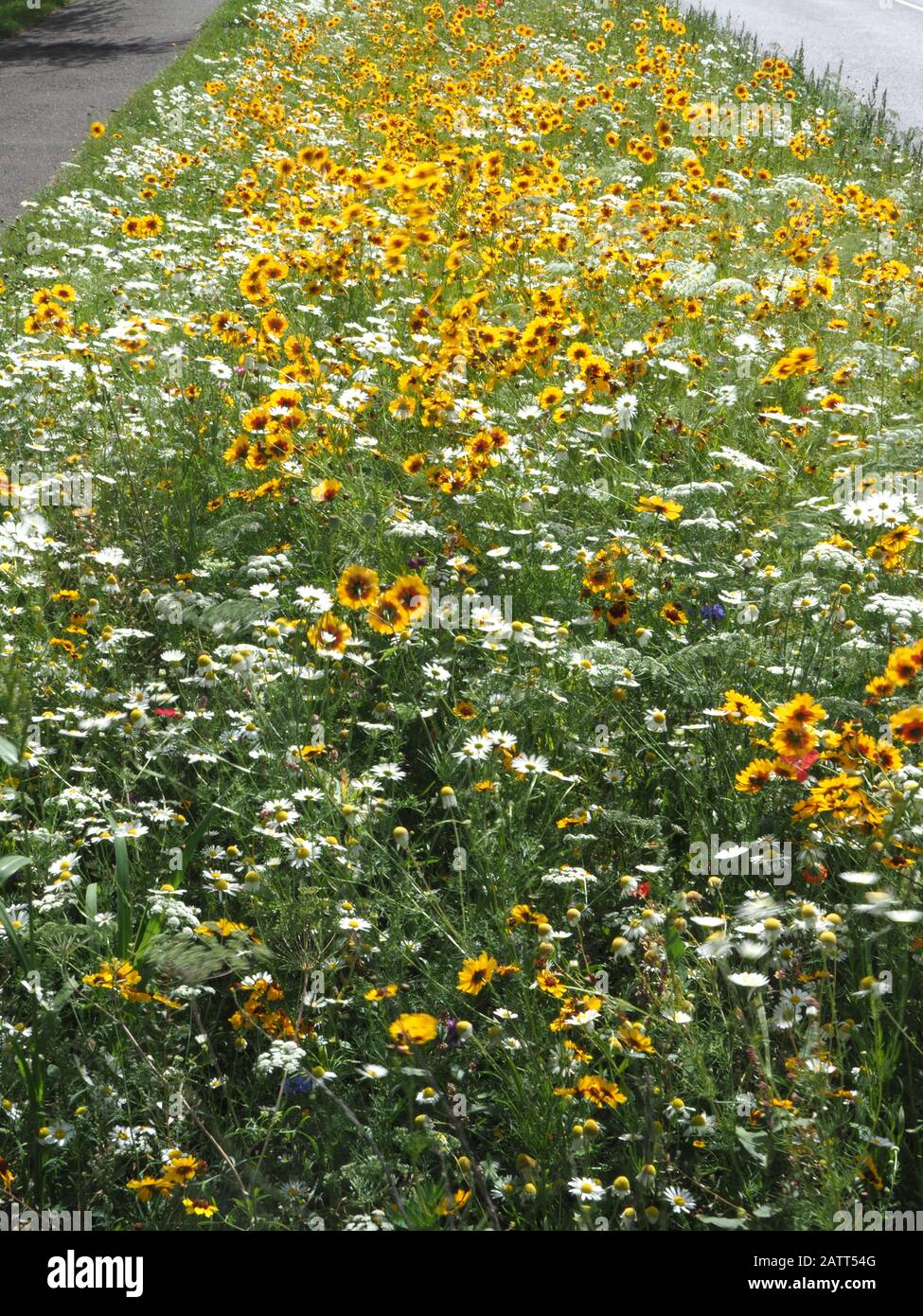A roadside verge full of wildflowers Stock Photo - Alamy