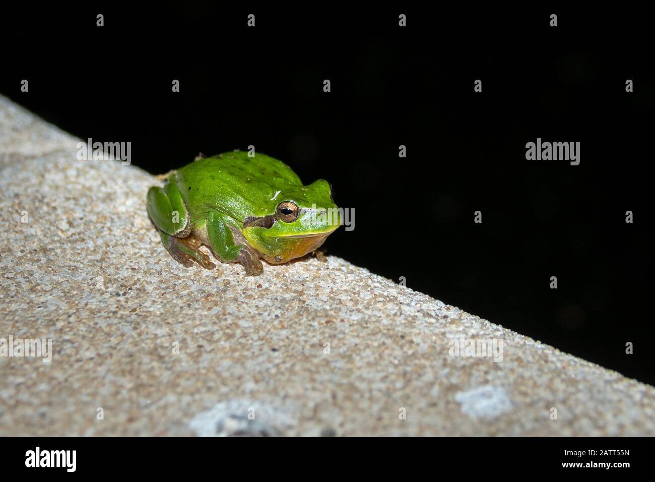 Mediterranean tree frog or stripeless tree frog, Hyla meridionalis ...