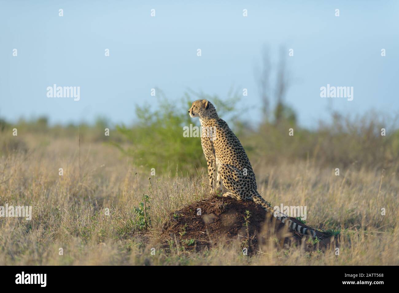 Cheetah in the African wilderness Stock Photo - Alamy