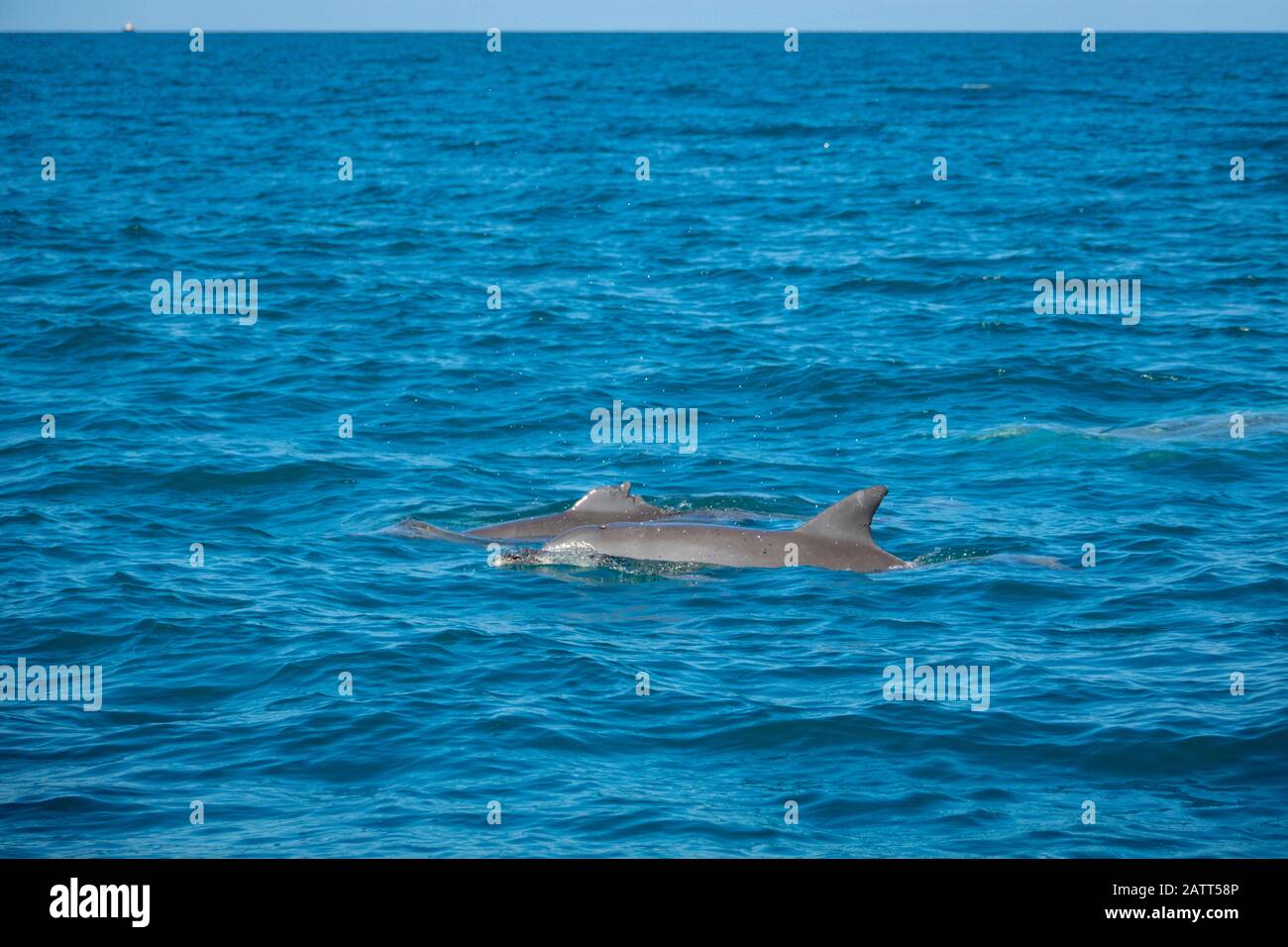 common bottlenose dolphin, Tursiops truncatus, with damaged dorsal fin ...