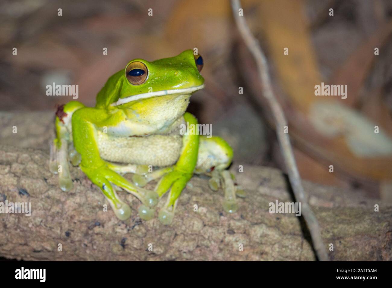 White-Lipped Tree Frog, Litoria Infrafrenata, in rainforest, Cape York ...