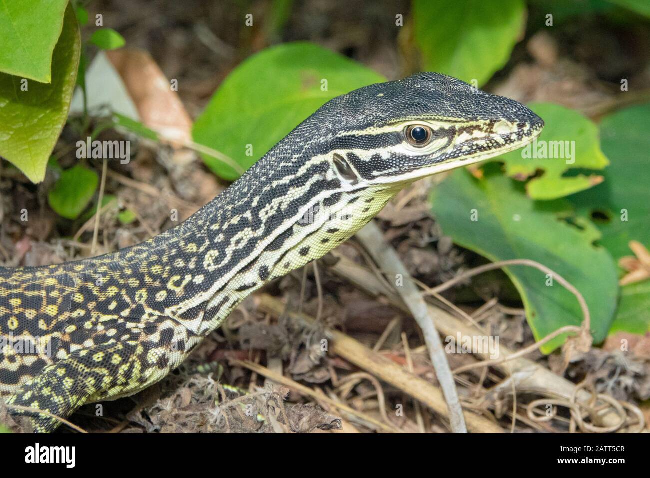 sand goanna, Varanus gouldii, aka Gould's monitor, the sand monitor ...