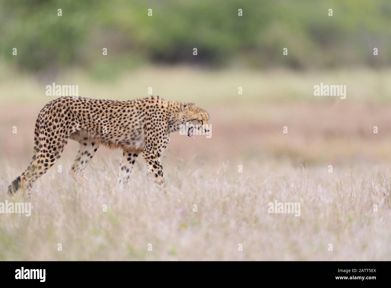 Cheetah in the African wilderness Stock Photo - Alamy