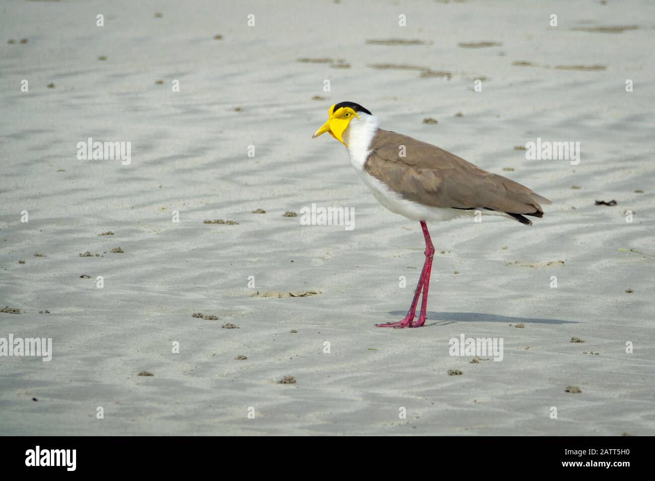 masked lapwing, Vanellus miles miles, masked plover, spur-winged plover ...