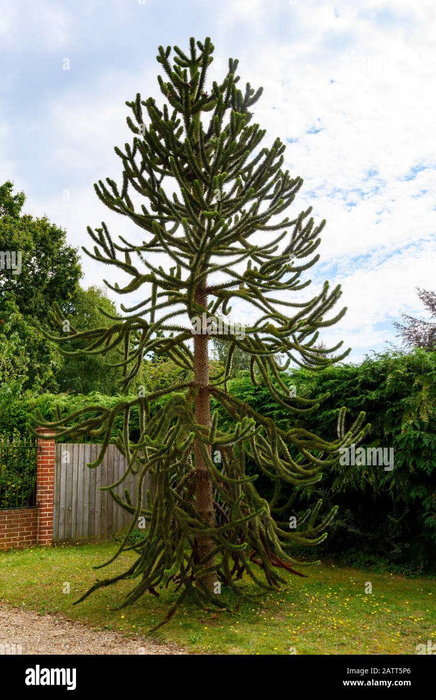 Monkey Puzzle tree Stock Photo - Alamy