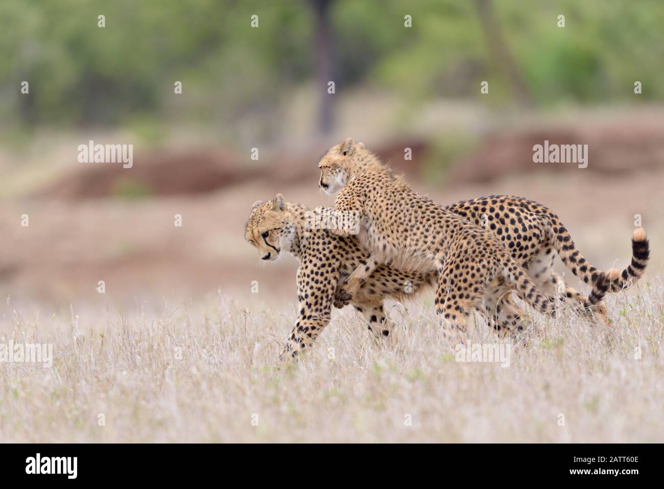 Cheetah cub in the wilderness of Africa Stock Photo - Alamy