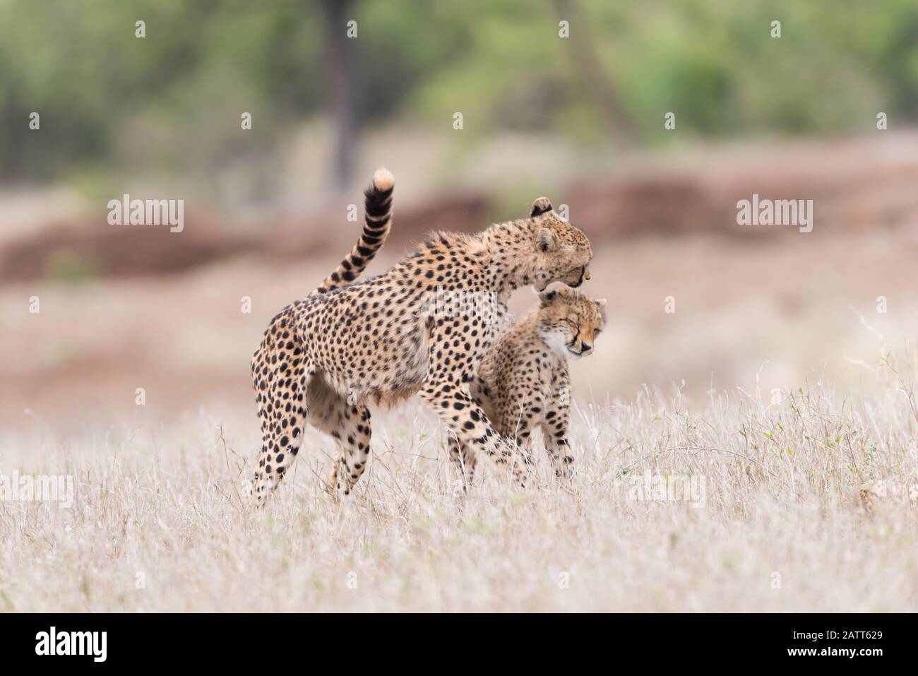 Cheetah cub in the wilderness of Africa Stock Photo - Alamy