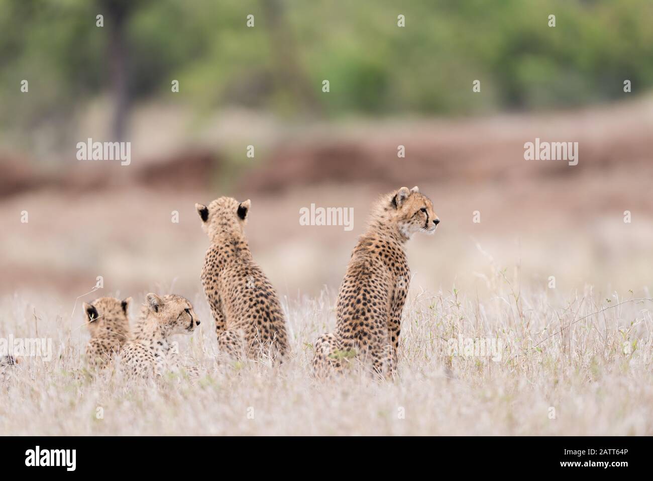 Cheetah cub in the wilderness of Africa Stock Photo - Alamy