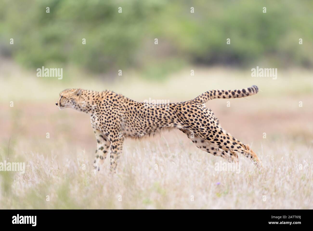 Cheetah in the African wilderness Stock Photo - Alamy