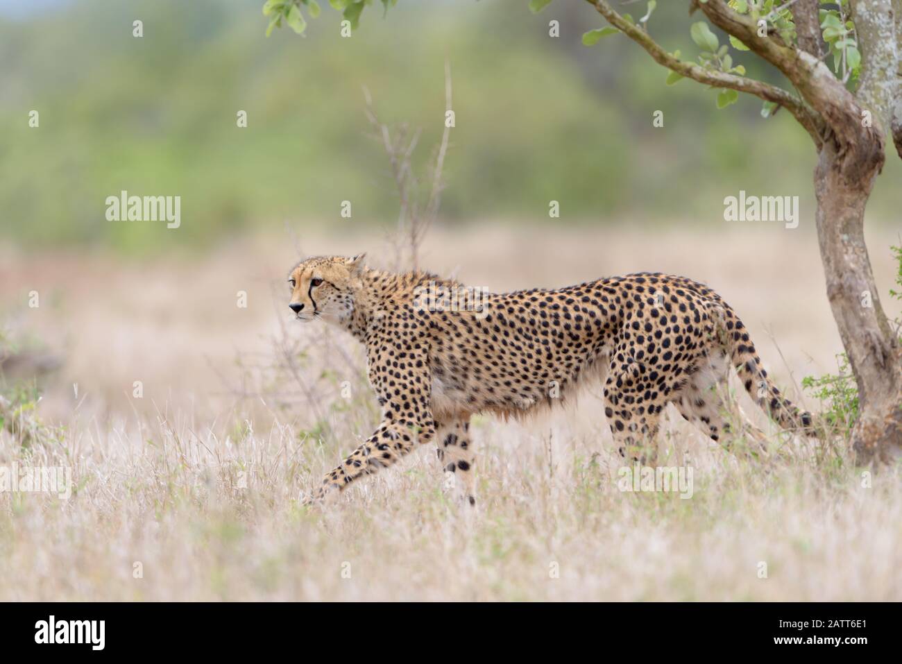 Cheetah in the wilderness of Africa Stock Photo - Alamy