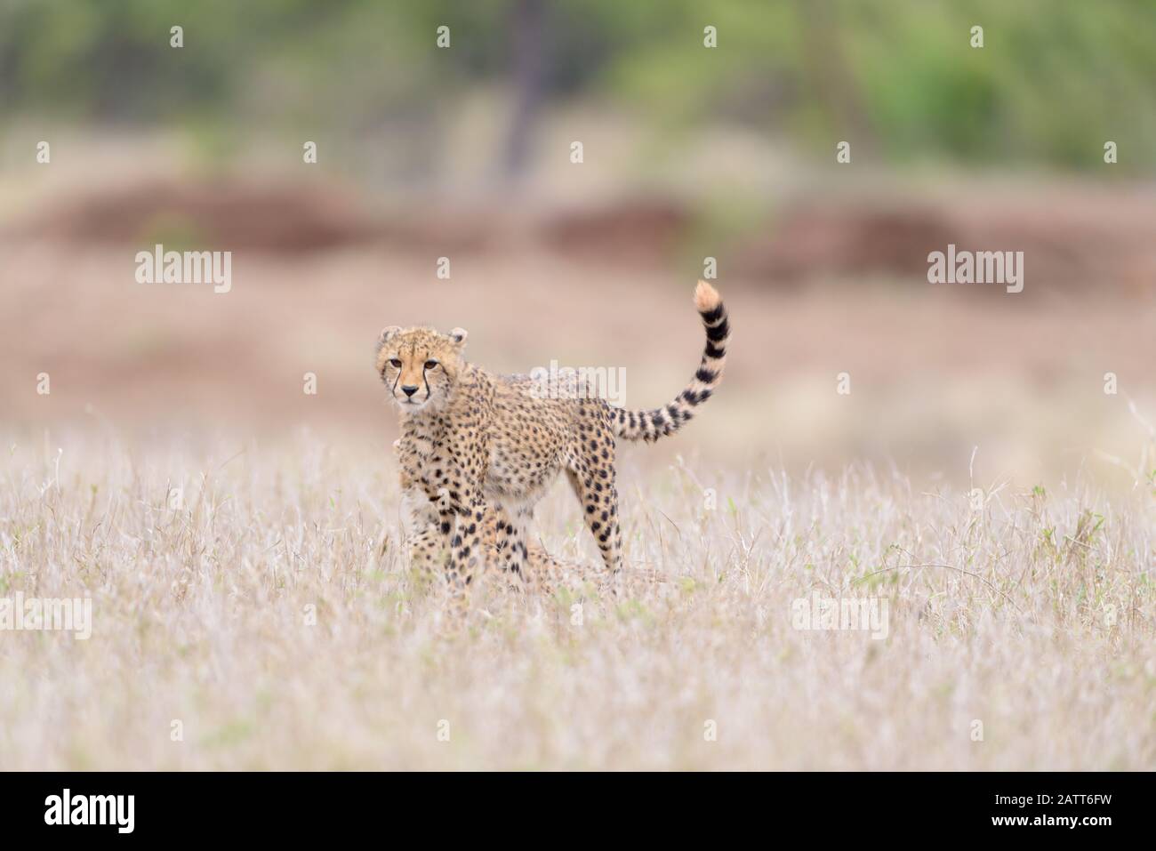 Cheetah cub in the wilderness of Africa Stock Photo - Alamy