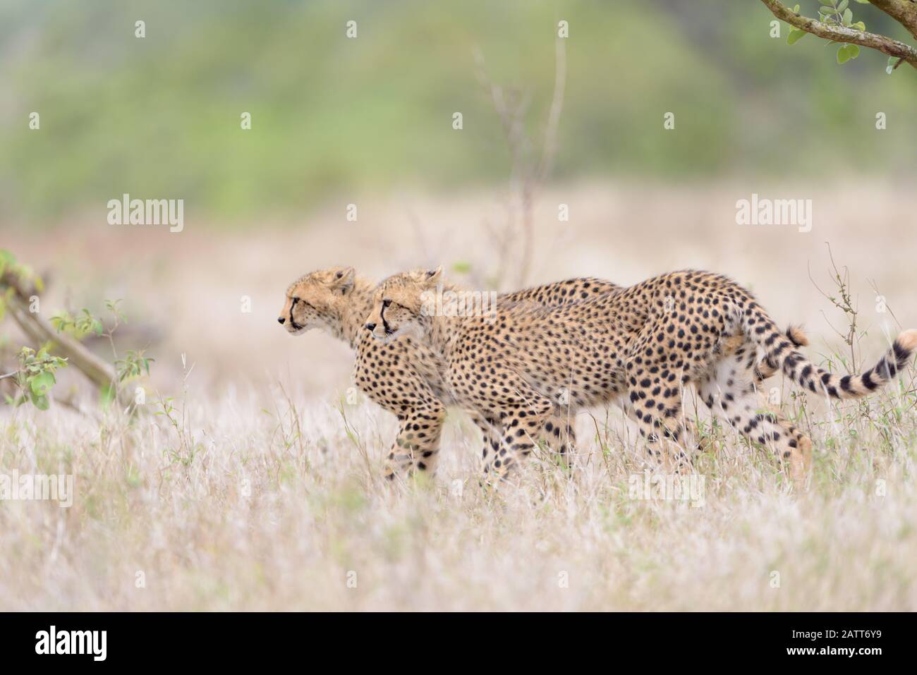 Cheetah in the wilderness of Africa Stock Photo - Alamy