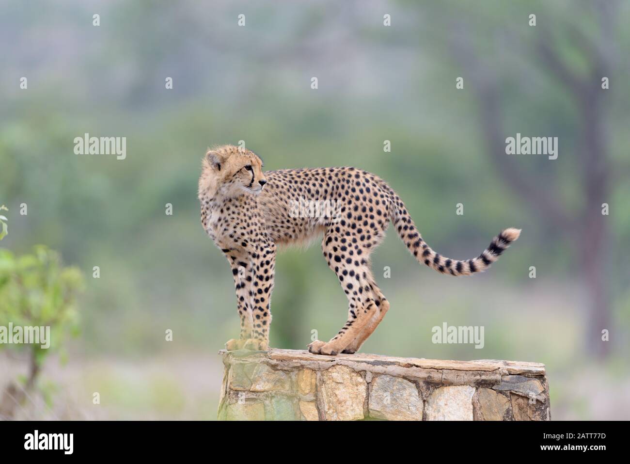Cheetah cub in the wilderness of Africa Stock Photo - Alamy