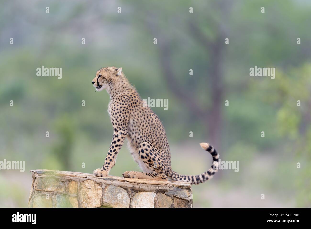 Cheetah in the African wilderness Stock Photo - Alamy