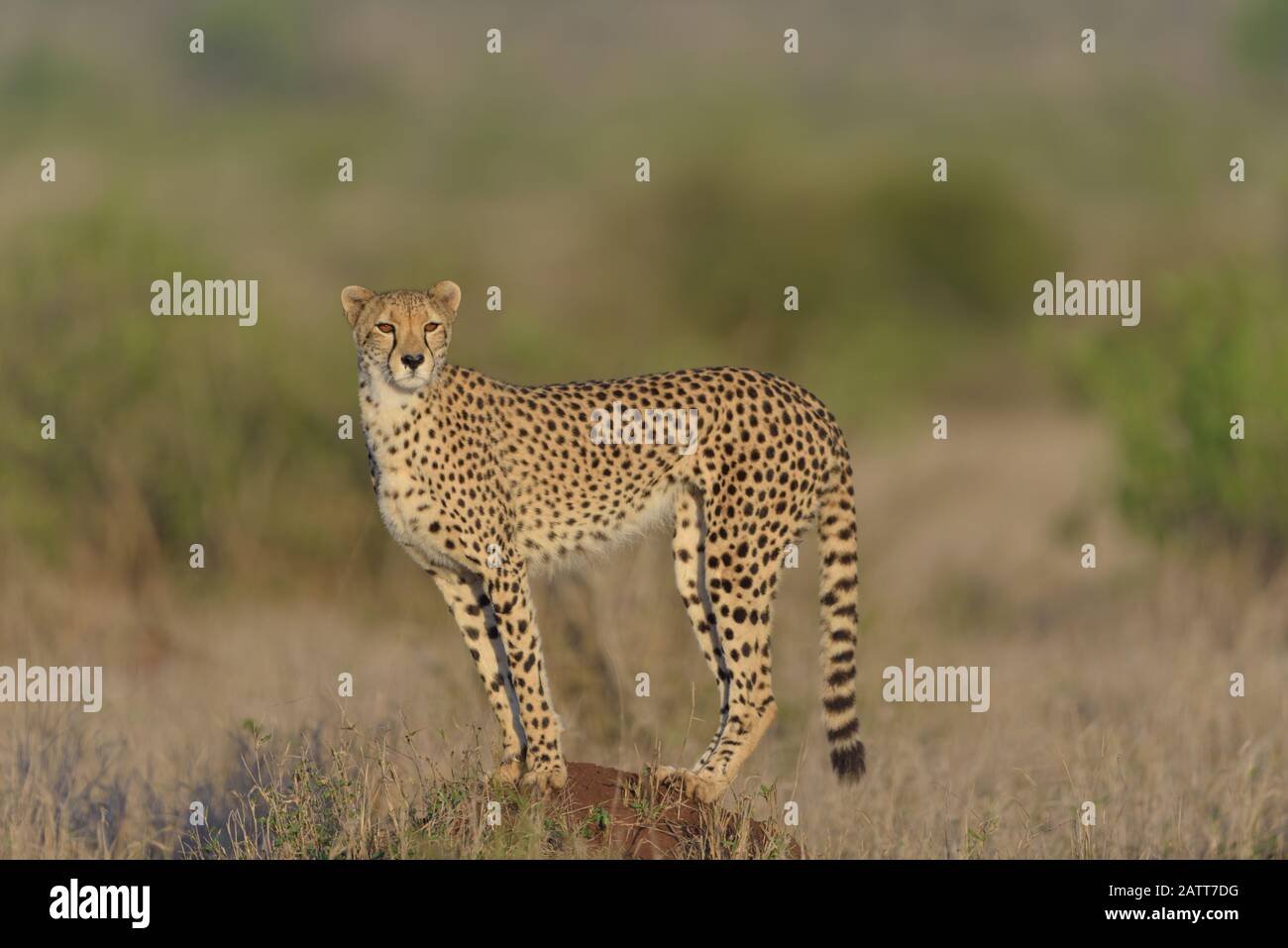 Cheetah in the African wilderness Stock Photo - Alamy