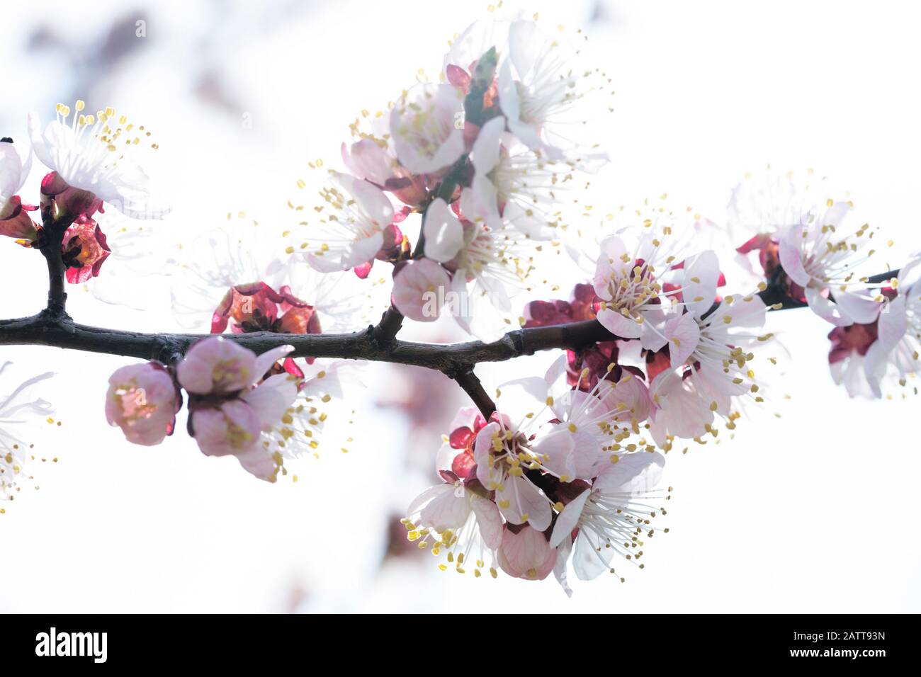 tree branch with buds and flowers, spring. floral background Stock ...
