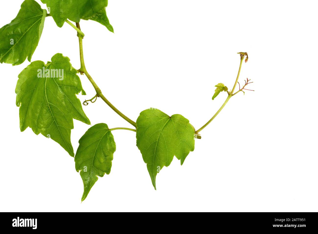 Nice green ivy isolated on white background. branch of ivy isolated ...