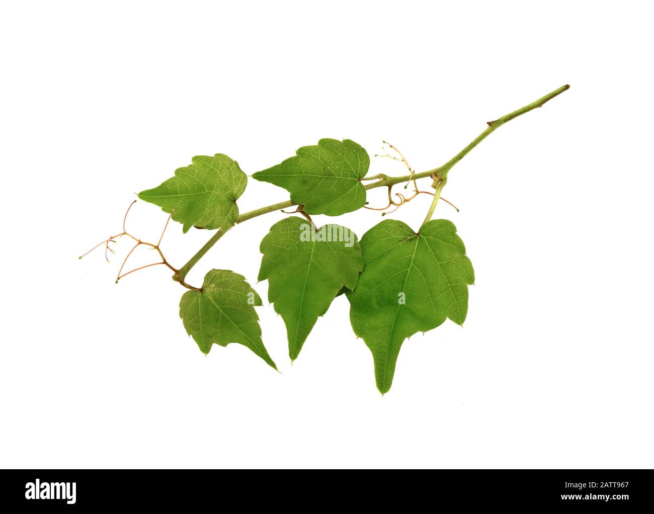 Nice green ivy isolated on white background. branch of ivy isolated ...
