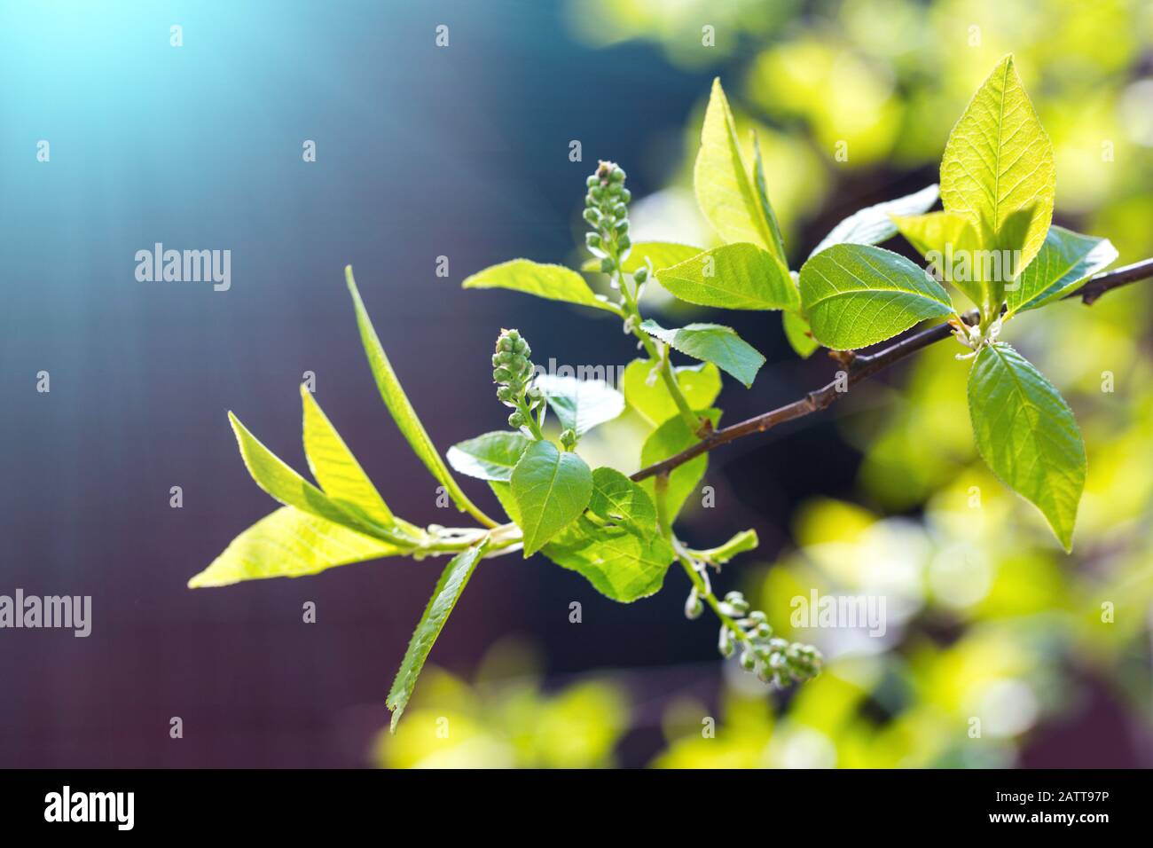tree branch with buds background, spring. floral background Stock Photo ...