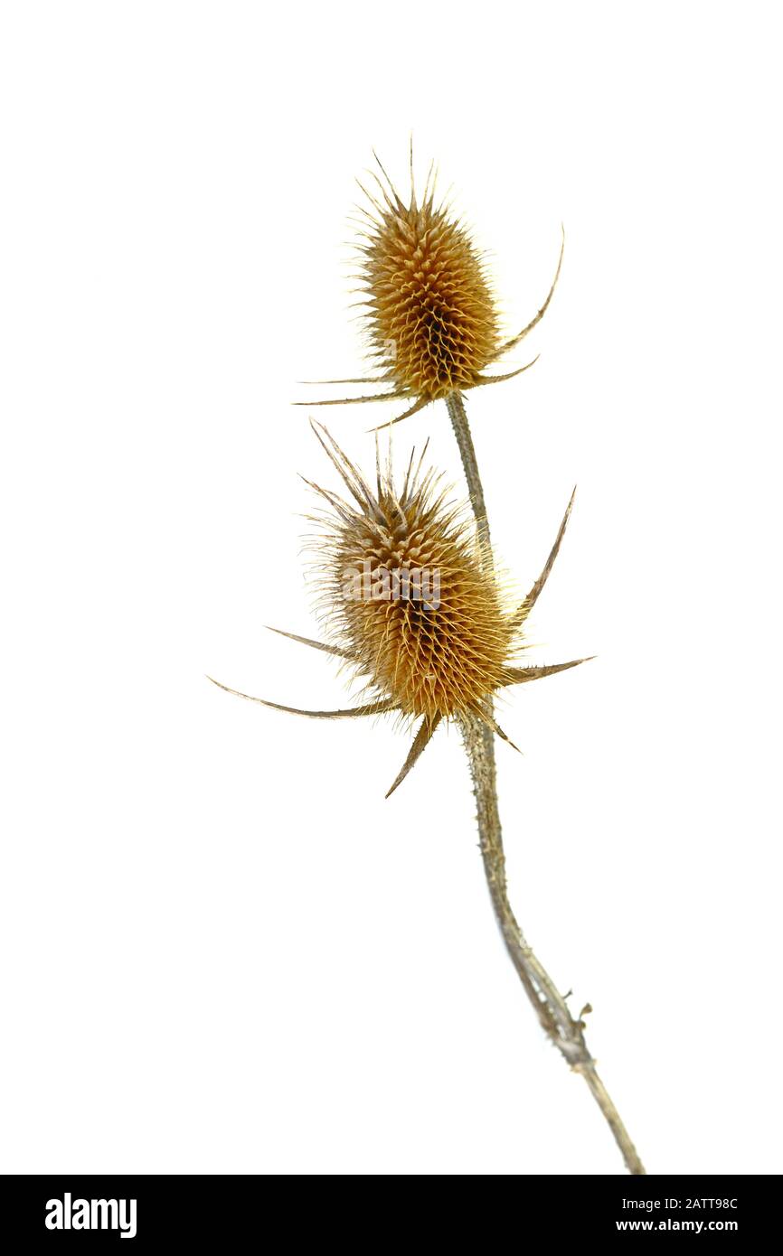 Bur thistle Cut Out Stock Images & Pictures - Alamy