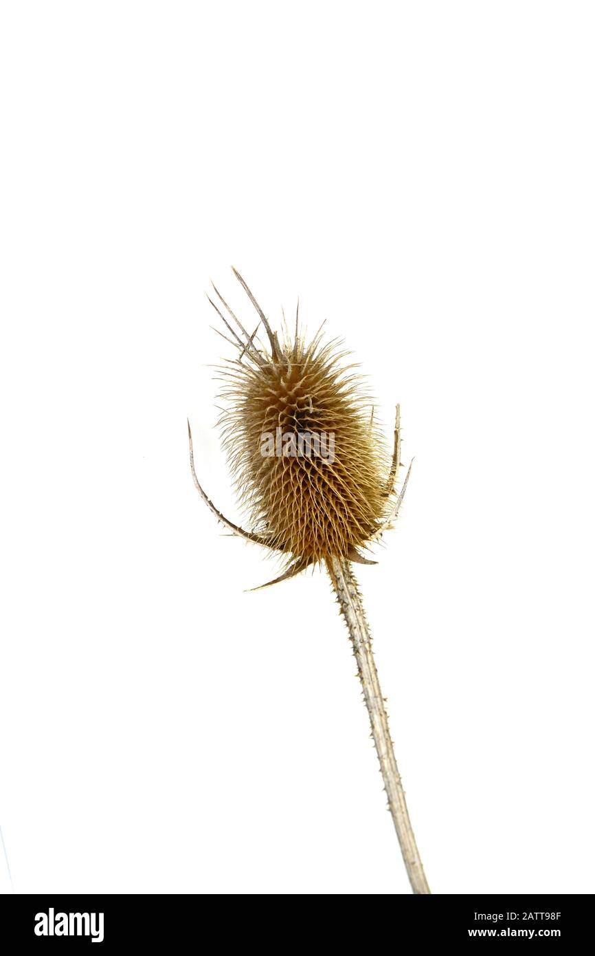 Bur thistle Cut Out Stock Images & Pictures - Alamy