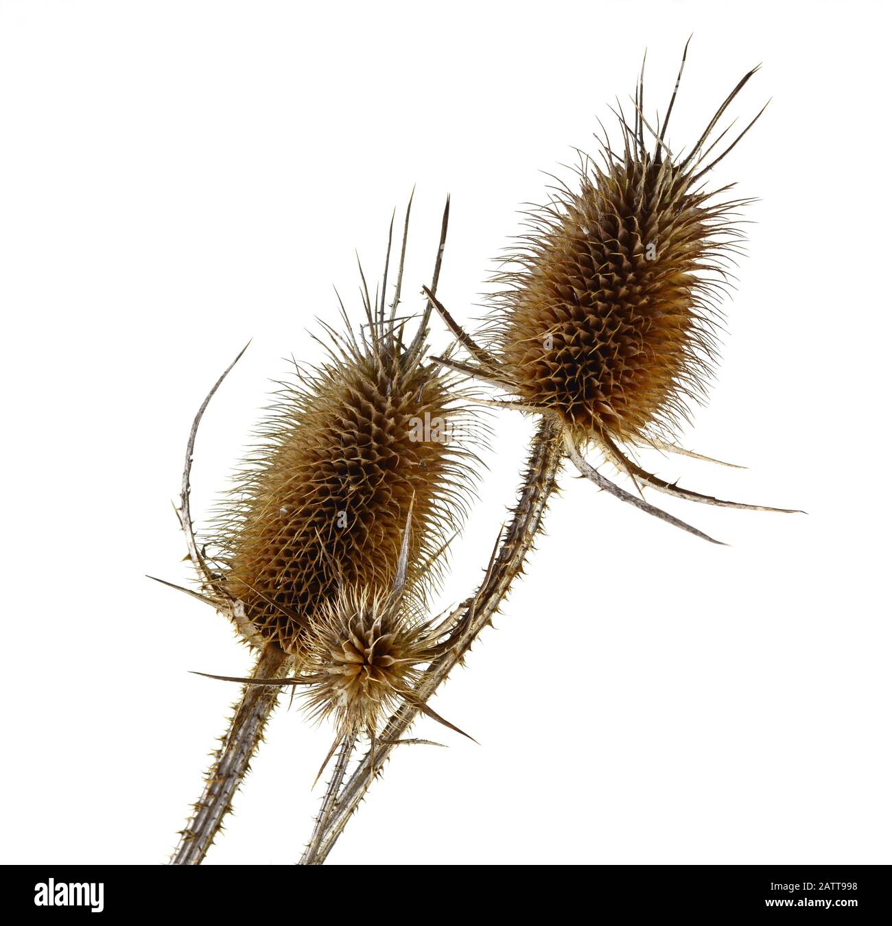 Bur thistle Cut Out Stock Images & Pictures - Alamy