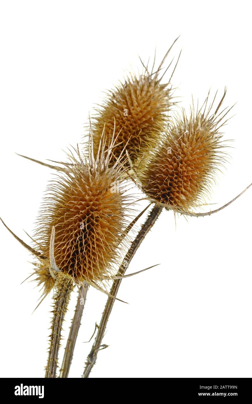 Bur thistle Cut Out Stock Images & Pictures - Alamy