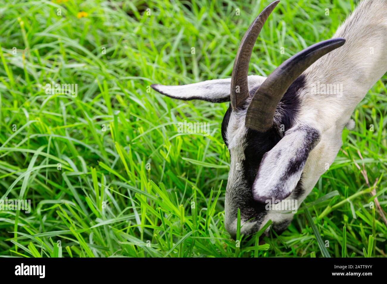 White goat eating fresh green grass on farm grass-fed goat Stock Photo ...