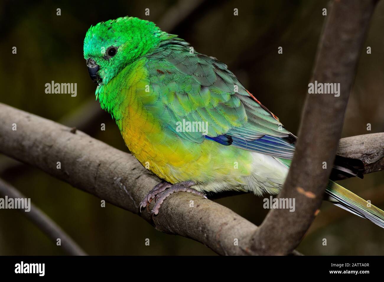 orange-bellied parrot Neophema chrysogaster Stock Photo - Alamy