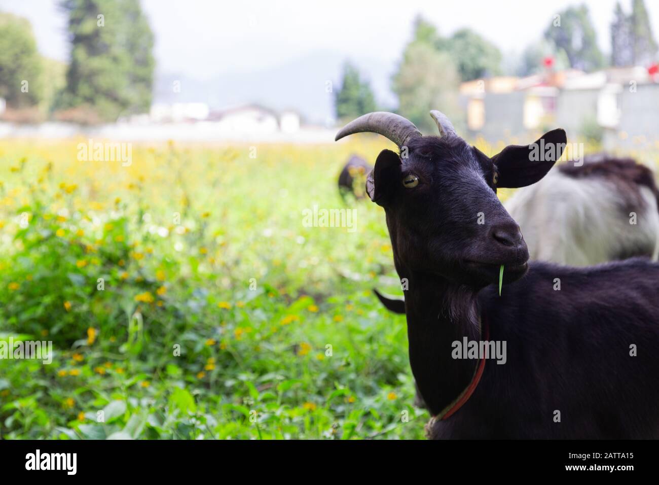 Black goat eating fresh green grass Stock Photo - Alamy