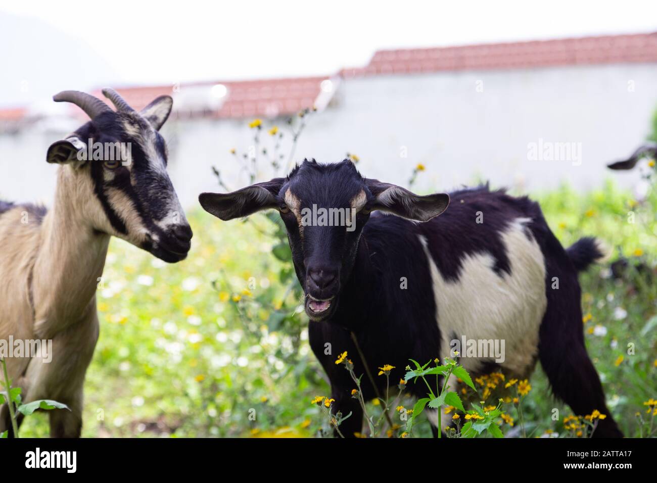 Goats eating garden hi-res stock photography and images - Alamy