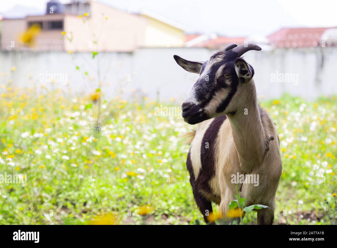 goat living in freedom in the open field grass-fed goat Stock Photo - Alamy