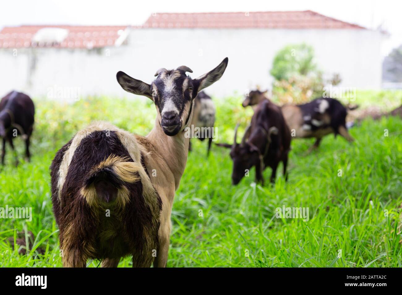 Cattle guatemala hi-res stock photography and images - Alamy