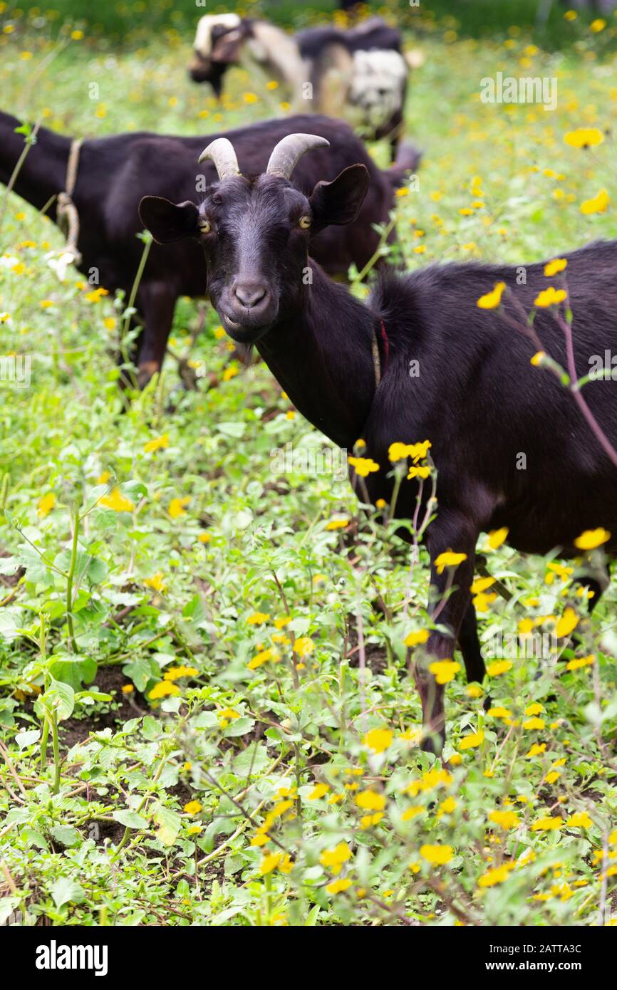 Guatemala grass hi-res stock photography and images - Alamy