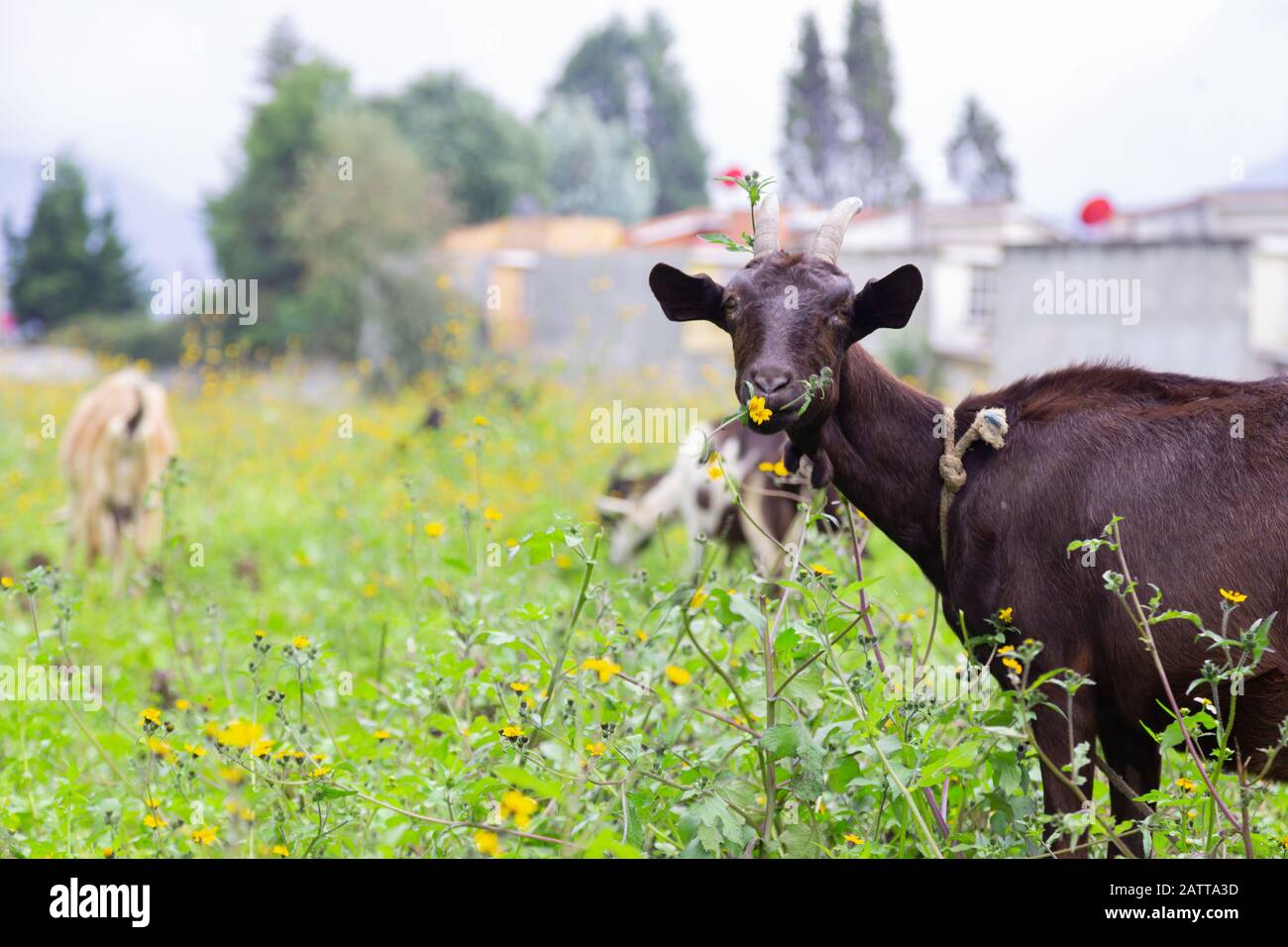 Black goat eating fresh green grass Stock Photo - Alamy