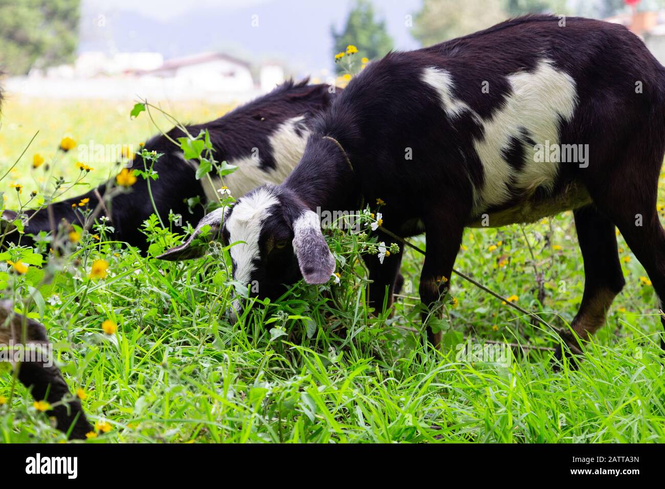 Goat eating green and fresh grass on farm Stock Photo - Alamy