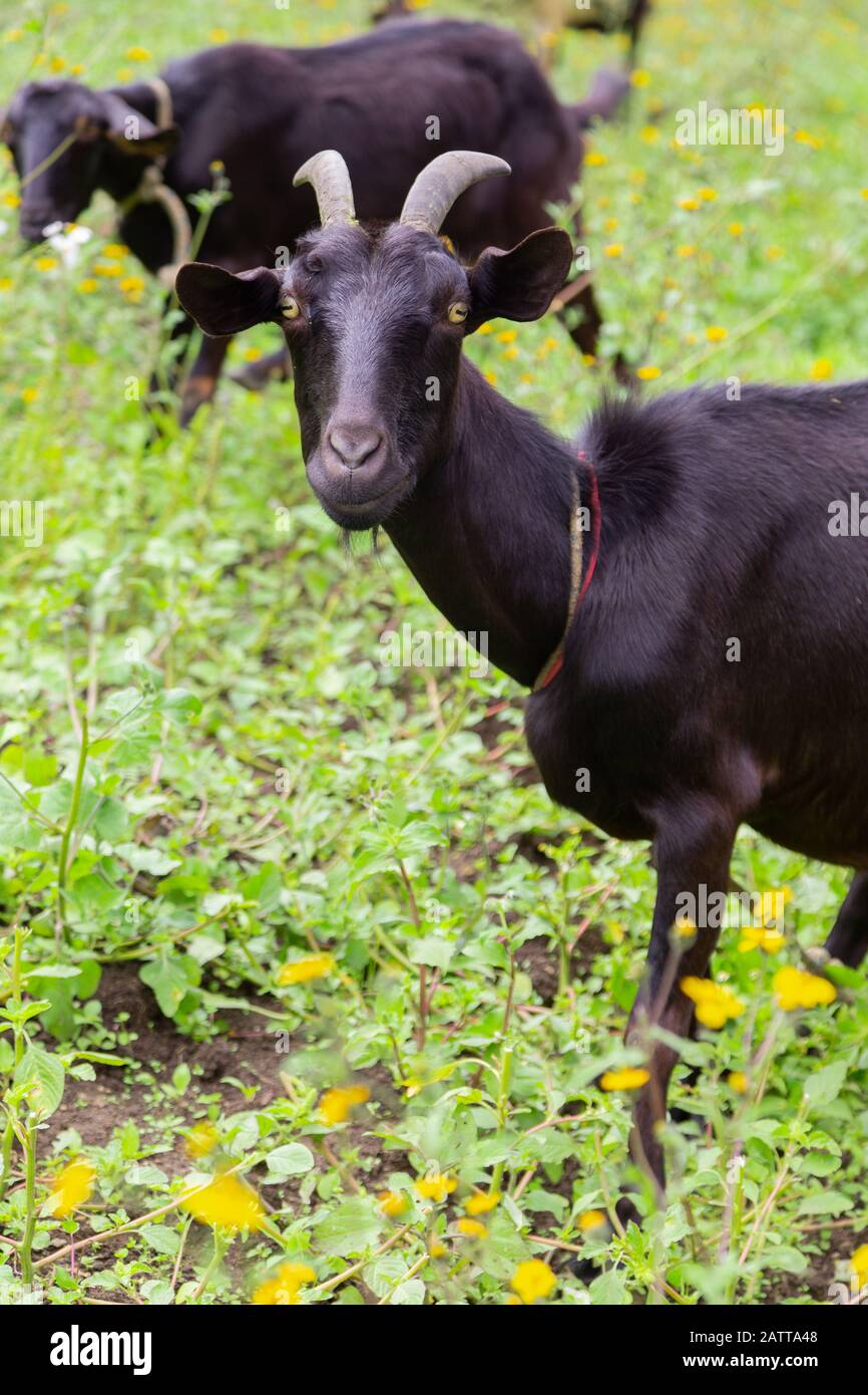 Black goat eating fresh green grass Stock Photo - Alamy