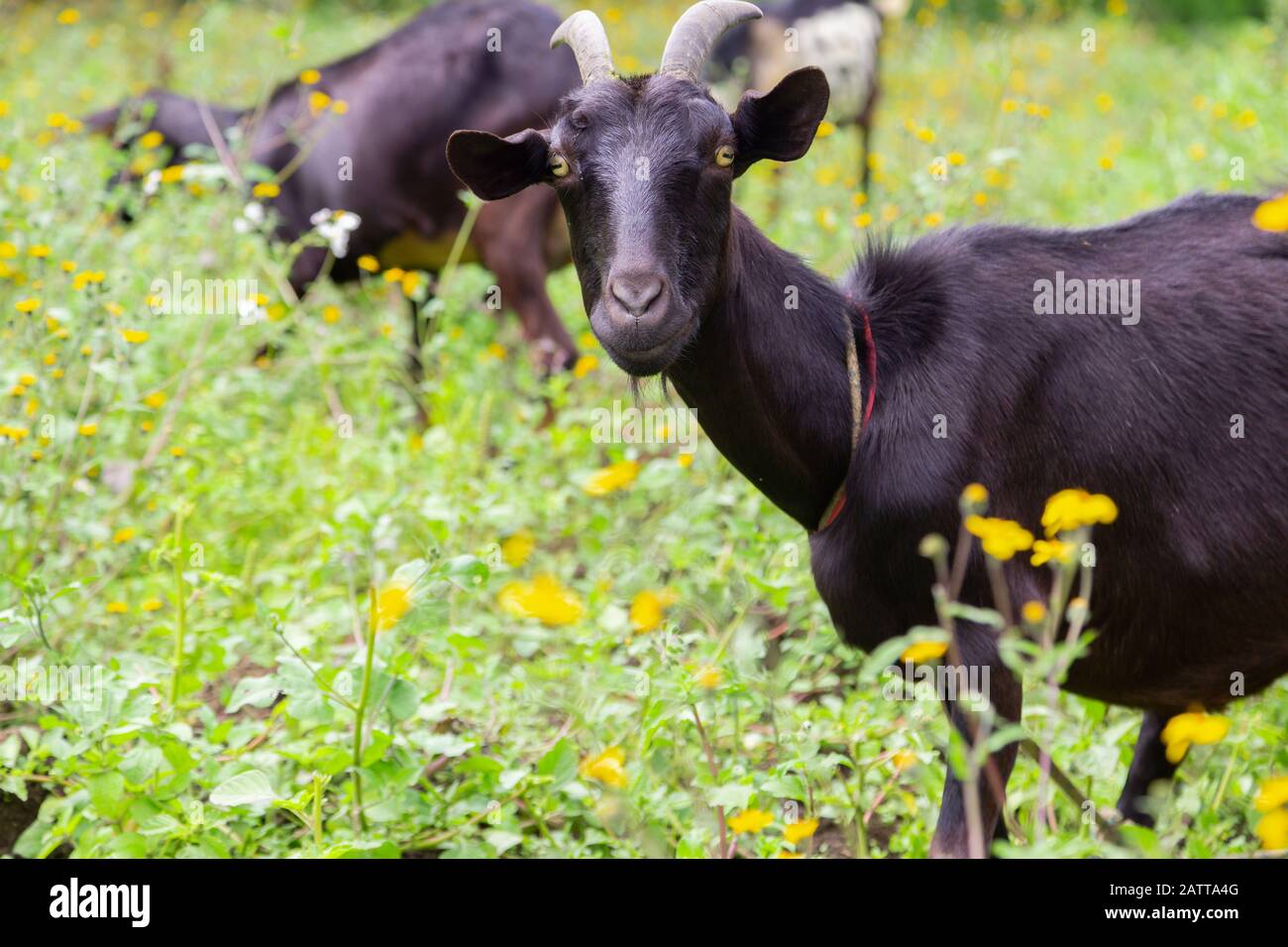 Black goat eating fresh green grass Stock Photo - Alamy