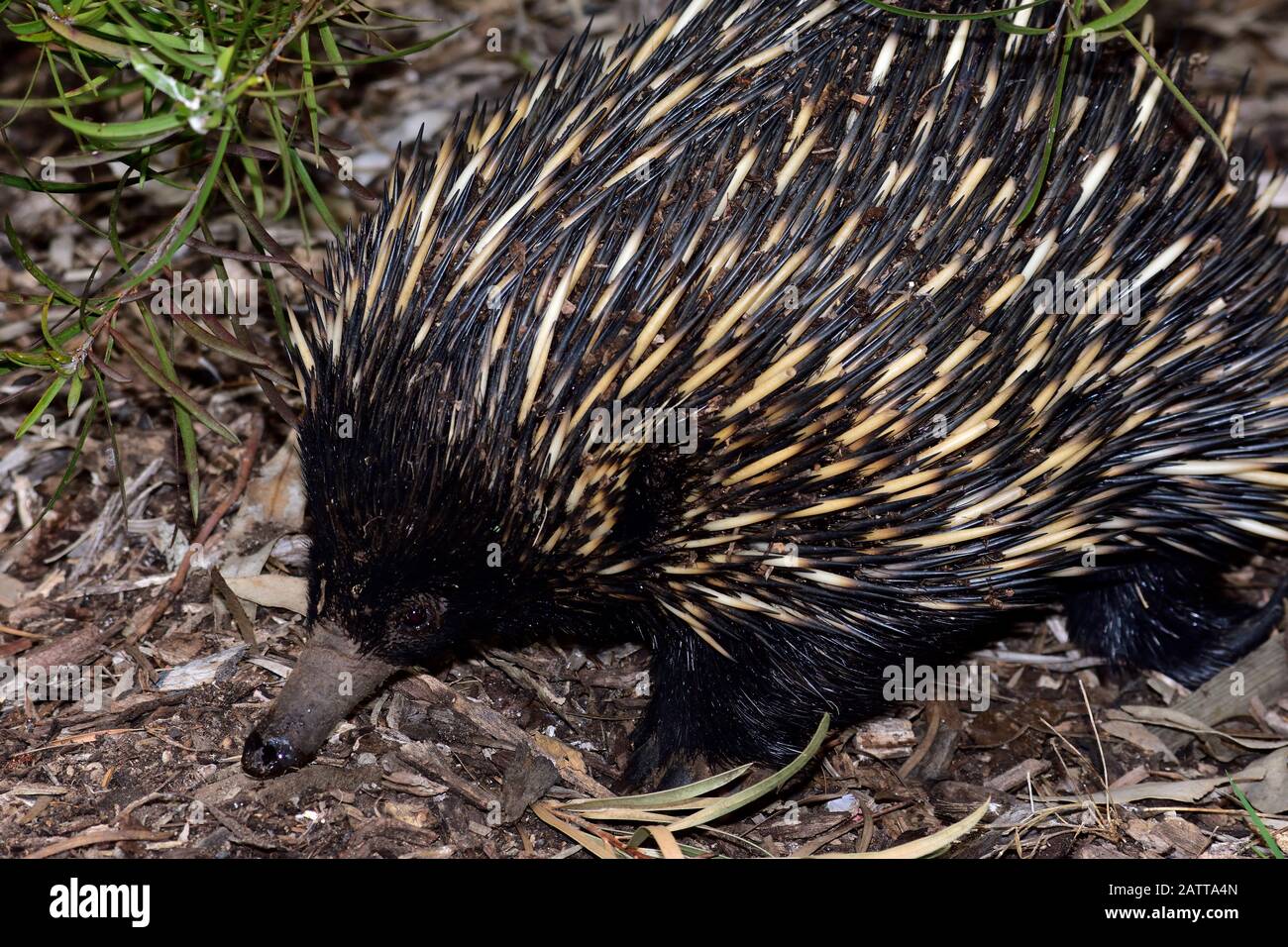 Echidna anatomy hi-res stock photography and images - Alamy